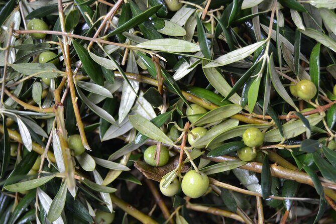 Mallorca Bodega & Olive Minibus Tour incl. Pick-up South Coast - Final Thoughts: Why Choose This Tour?  