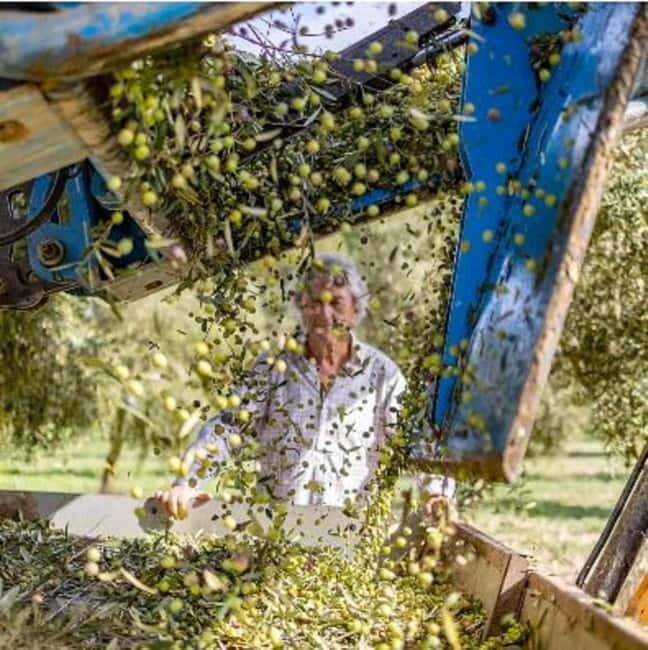 Mallorca: Bodega & Olives Minibustour with wine/oil tasting - Introduction