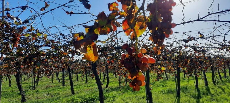 Mallorca: Bodega & Olives Minibustour with wine/oil tasting - Key Points