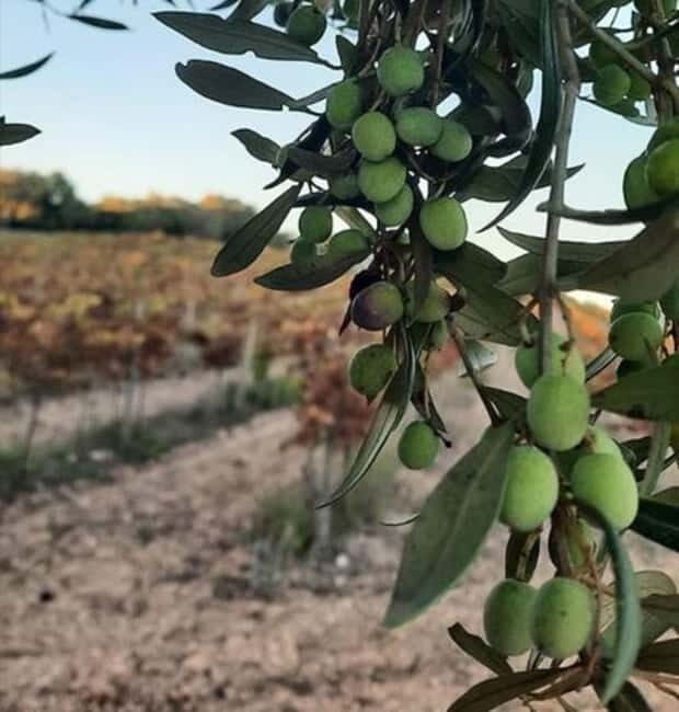 Mallorca: Bodega & Olives Minibustour with wine/oil tasting - Scenery and Driving