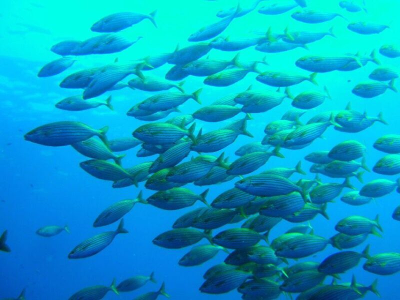 Mallorca: Discover Scuba Diving from the beach - Key Points