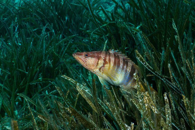 Mallorca: Discover Scuba Diving from the beach - The Breakdown: What to Expect from This Beach Discovery Tour