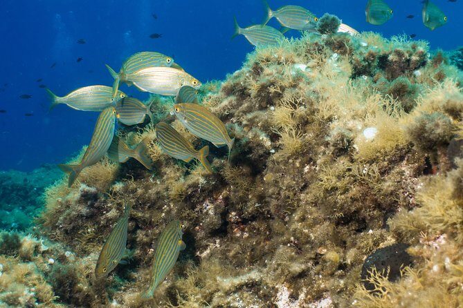 Mallorca: Discover Scuba Diving from the boat - Final Thoughts