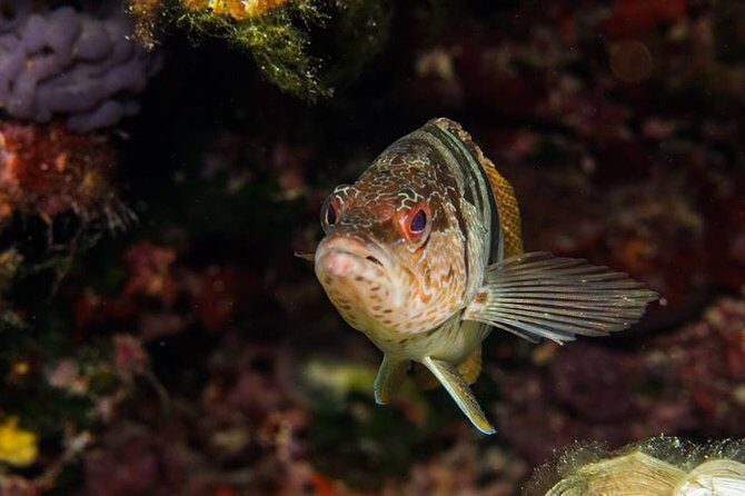 Mallorca: Discover Scuba Diving from the boat - FAQs