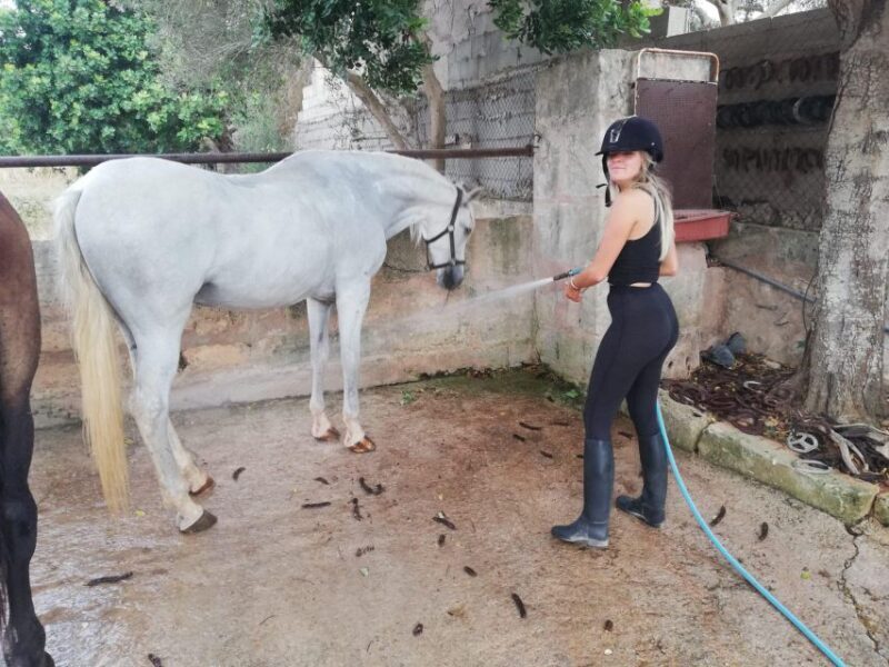Mallorca: Guided Horseback Ride in Randa Valley - FAQs