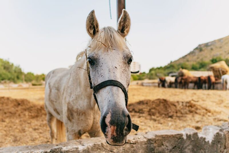 Mallorca: Horseback Riding Experience with Food Options - Key Points