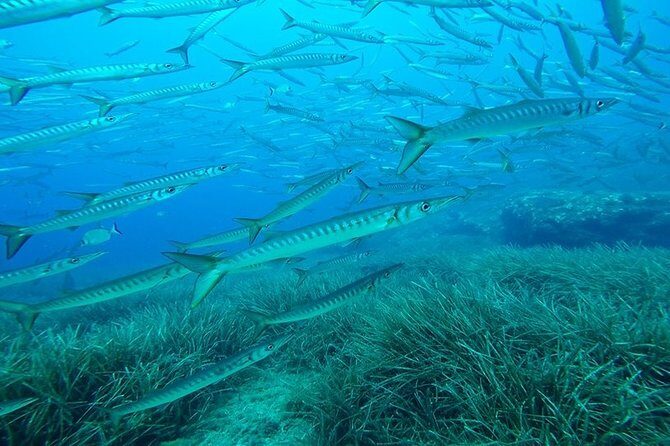 Mallorca: Open Water Diver Course - Final Impression