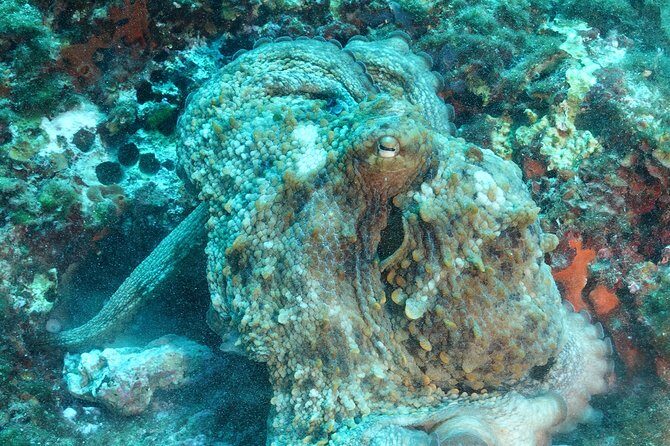 Mallorca: Open Water Diver Course - FAQ