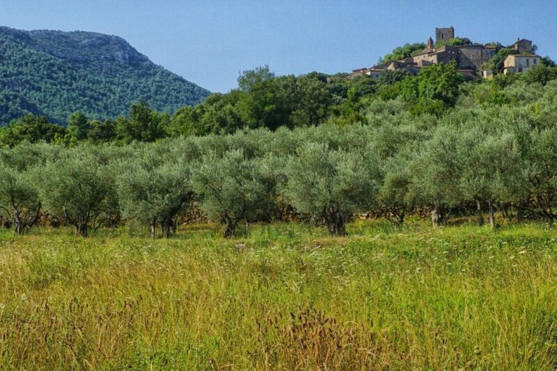 Mallorca: Premium Wine Experience, Tasting and Fine Foods - An Overview of the Mallorca Wine Tour