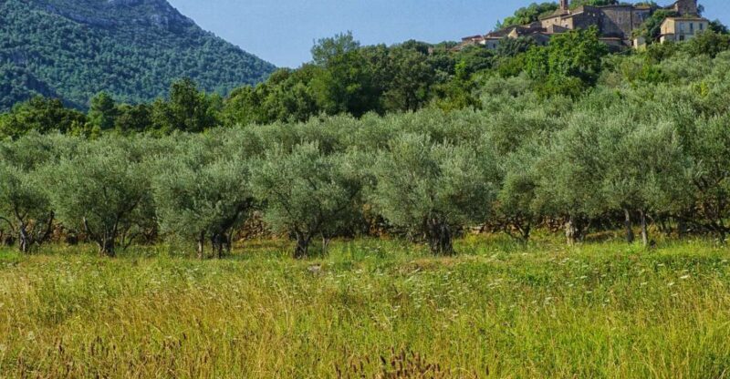 Mallorca: Premium Wine Experience, Tasting and Fine Foods - Who Will Love This Tour?