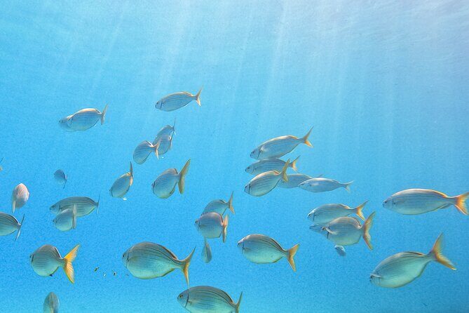 Mallorca PRIVATE Reservation*Scuba dive + photo/video - Why Book This Mallorca Private Scuba Experience?