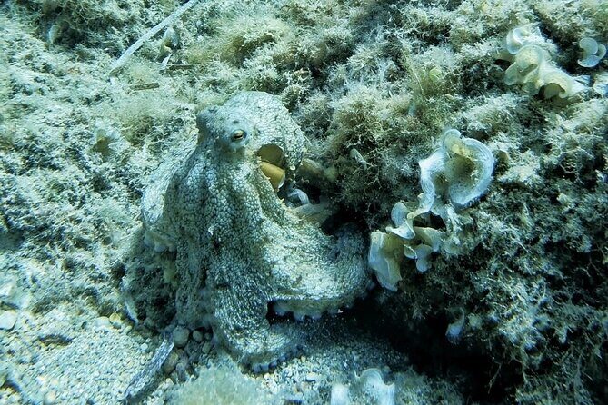 Mallorca PRIVATE Reservation*Scuba dive + photo/video - The Logistics: Timing, Pricing, and Extras