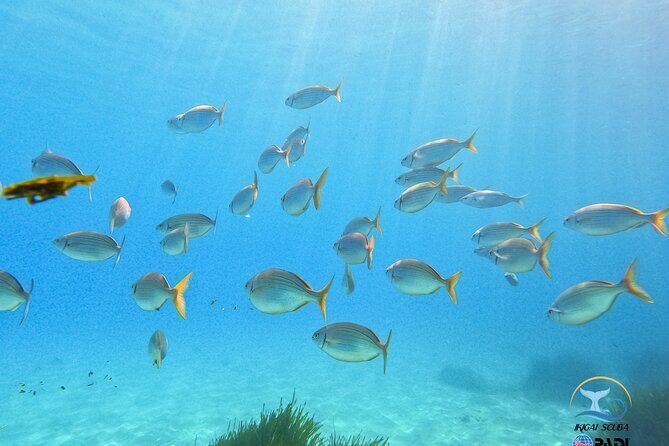 Mallorca PRIVATE Reservation*Scuba dive + photo/video - The Sum Up