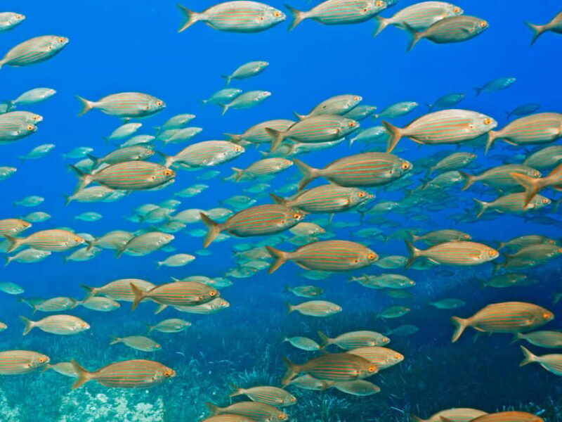 Mallorca: Snorkeling tour with diving instructor from a boat - Cap de Formentor - The Itinerary Breakdown