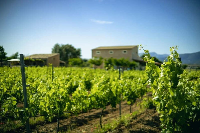 Mallorca: Visit a winery and enjoy a wine tasting, along with some Mallorcan products - Who Should Consider This Tour?