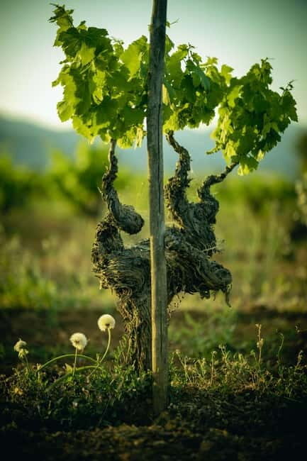 Mallorca: Visit a winery and enjoy a wine tasting, along with some Mallorcan products - FAQs
