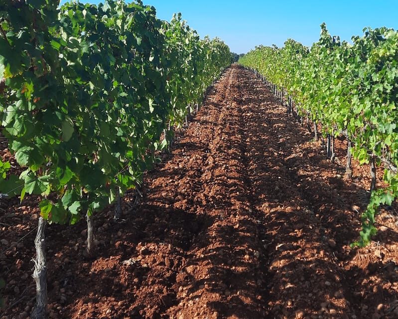 Mallorca: Wine Cellar Tour XL - including 3 Wine Tastings - What You’ll Truly Experience