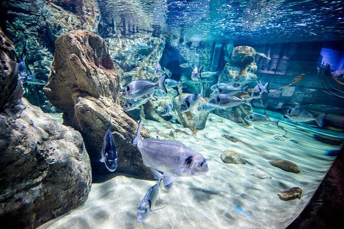Malta National Aquarium Entrance Ticket - An In-Depth Look at the Malta National Aquarium  
