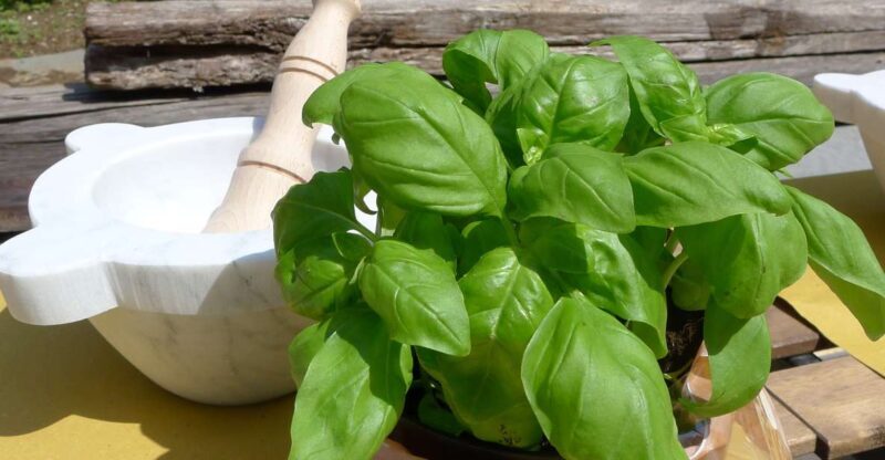 Manarola: Pesto Making Class with Tasting and Wine - Why This Pesto Class Stands Out