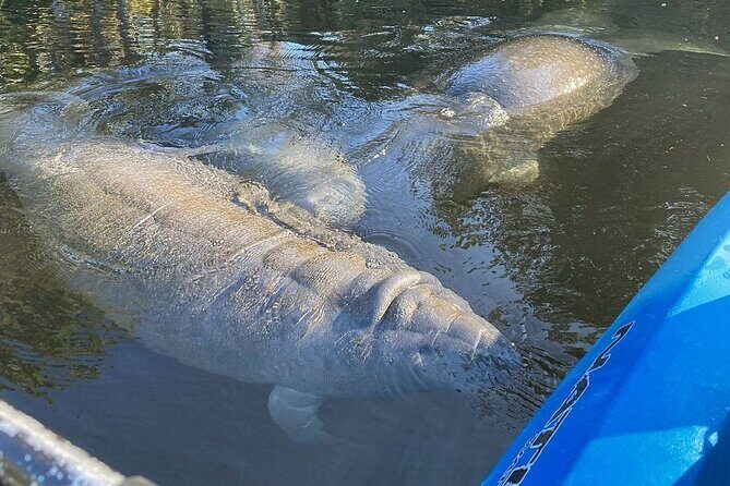 Manatee Kayak Encounter - Introduction: A Close-Up with Florida’s Gentle Giants