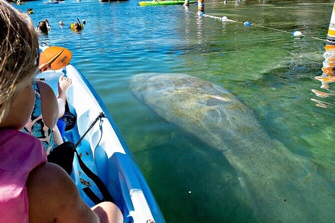 Manatee Kayak Encounter - Who Will Love This Tour?
