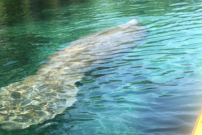 Manatee Springs Adventure Tour - What to Expect from the Manatee Springs Adventure Tour