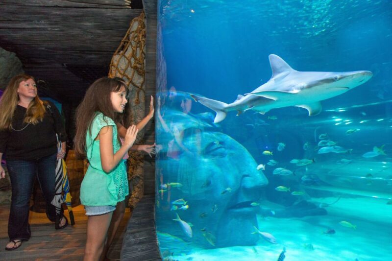 Manchester: SEA LIFE Entrance Ticket - Exploring the Underwater World at SEA LIFE Manchester