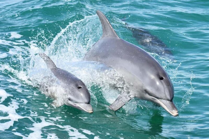Mandurah: Dolphin and Views Cruise - An In-Depth Look at Mandurah’s Dolphin and Views Cruise