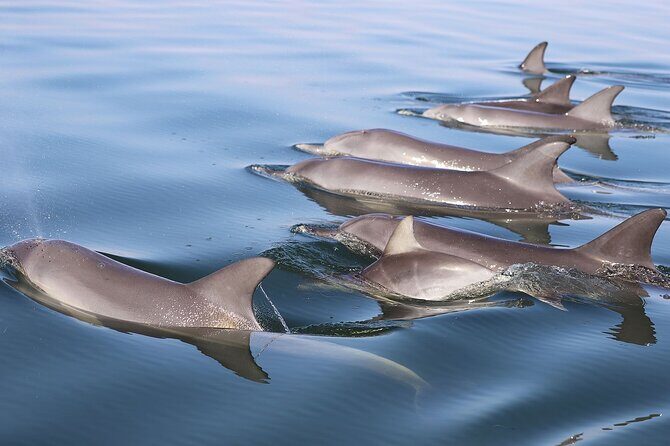 Mandurah Dolphin Cruise and Views - Authenticity and Wildlife Guarantee