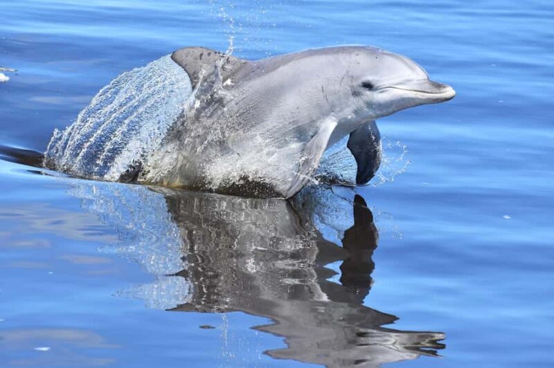 Mandurah: Dolphin & Giant Sightseeing Cruise - Final Thoughts