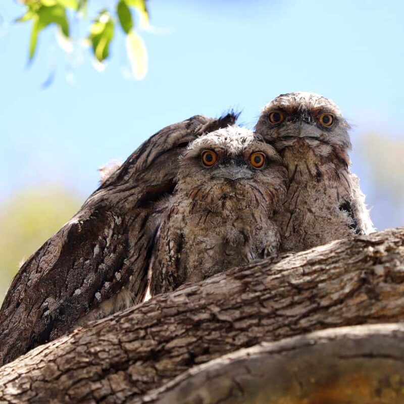 Mandurah: Murray River Lunch Cruise - The Dining Experience