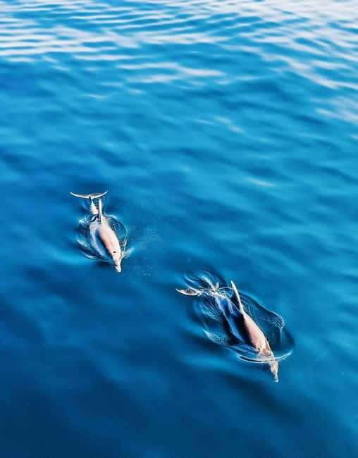 MANGO BOAT - Unlicensed boat in Puerto Banús - Who Is This Experience Best For?