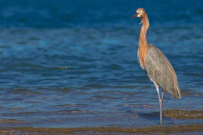 Mangrove Adventure with Snorkeling and Shellfish Tasting - Practical Details and Value