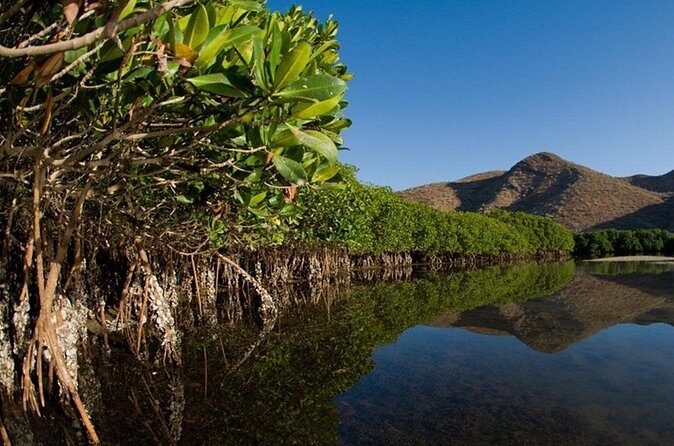 Mangrove Adventure with Snorkeling and Shellfish Tasting - Final Thoughts