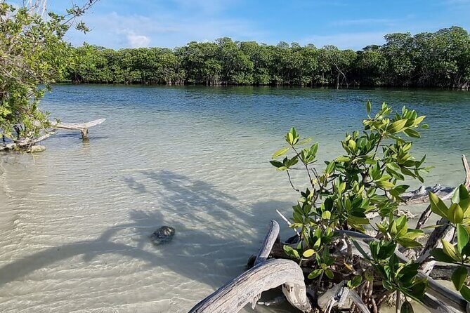 Mangrove and Lagoon Speed Boat Tour - Final Thoughts