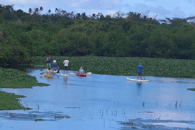 Mangrove to Lagoon Kayak and Paddleboard Adventure - Key Points