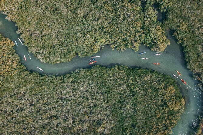 Mangroves and Mansions Guided Kayak Tour on the Noosa River - Final Thoughts: Is This Tour Worth It?