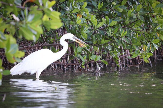 Mangroves Kayaking Tour from Cancun - Frequently Asked Questions