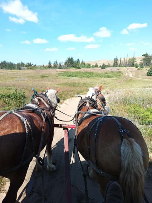 Manitoba: Horse-Drawn Wagon Ride in Spruce Woods Park - What You Can Expect