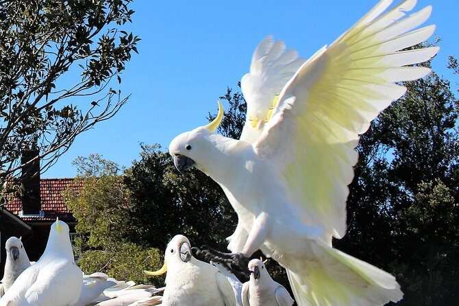 Manly and more private tour - FAQ