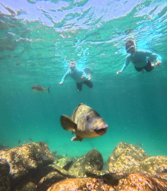 Manly Beach Guided Snorkeling Tours - Key Points