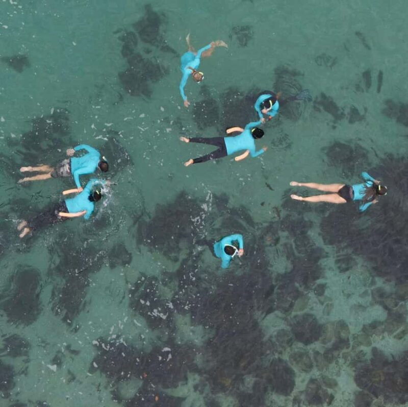 Manly Beach Guided Snorkeling Tours - The Experience in Detail