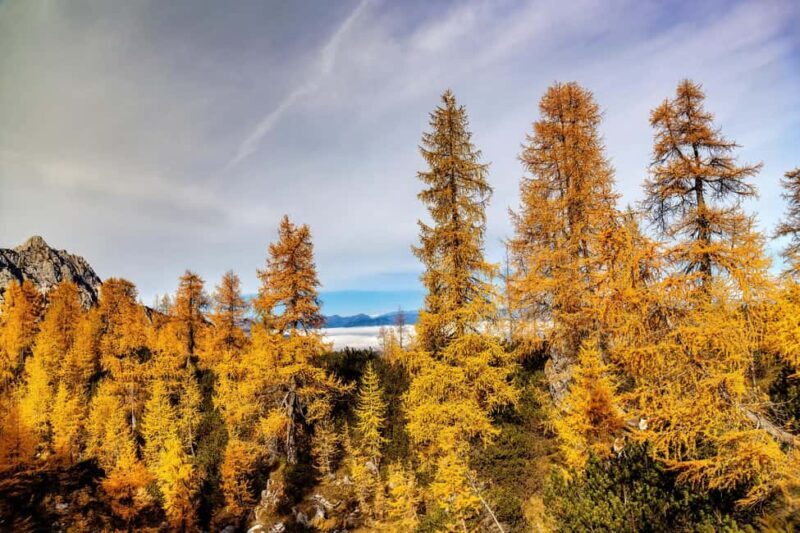 Manning Park: The Quest for the Golden Larch Tree - Who Should Consider Booking?
