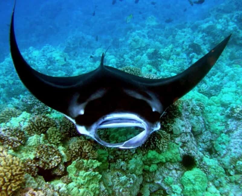 Manta Ray Snorkel in Kailua-Kona with Hot Cocoa - The Core Experience: Snorkeling with Manta Rays