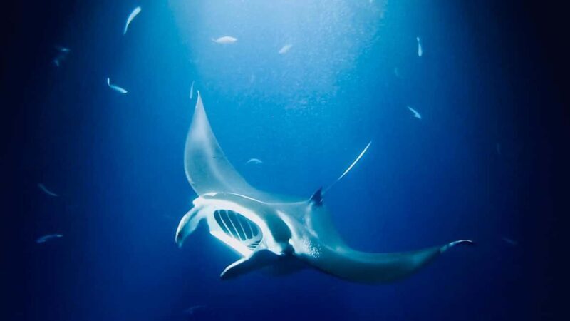 Manta Ray Snorkel in Kailua-Kona with Hot Cocoa - What To Pack and Consider