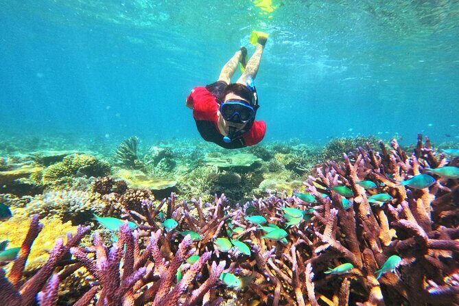 Mantaray Island Day Trip with Lunch - The Itinerary Breakdown: What to Expect