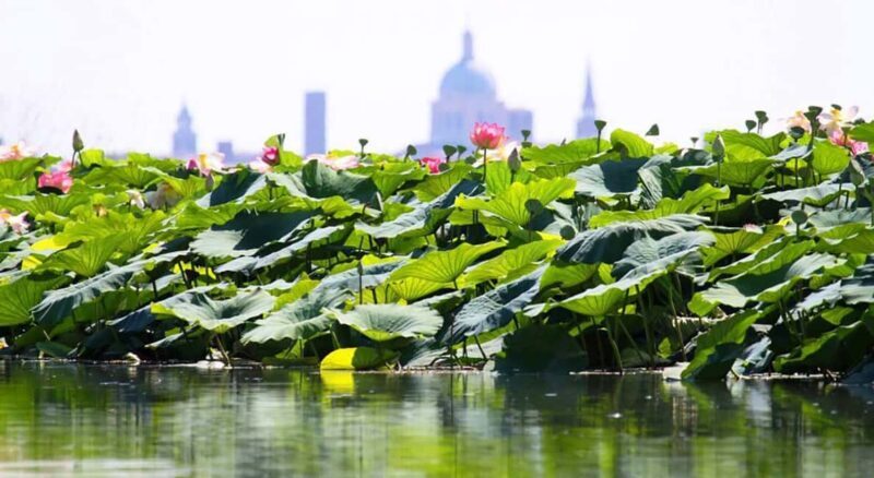 Mantua: Boating on Lake Superiore among the Lotus Flower Islands - Who Should Consider This Tour?