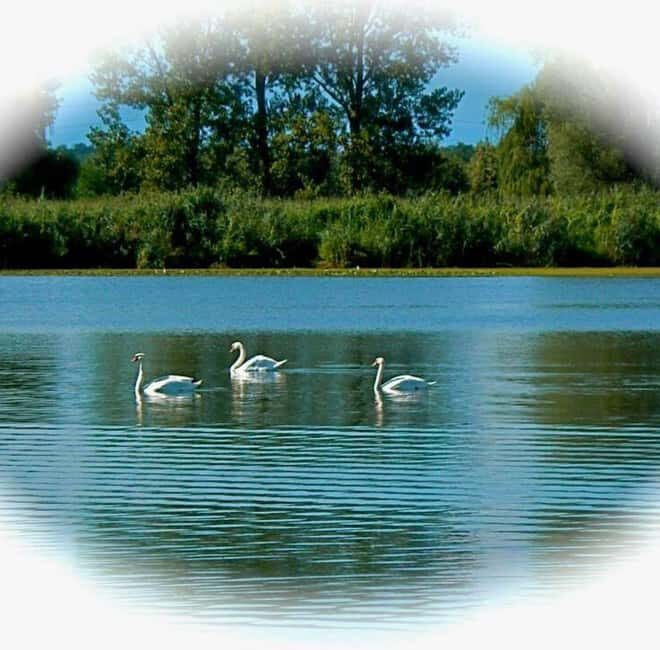 Mantua: Boating on Lake Superiore among the Lotus Flower Islands - Final Thoughts