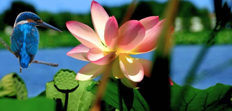 Mantua: Cruise to discover the Lotus Flowers - An In-Depth Look at the Lotus Flower Cruise Experience