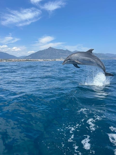 Marbella: Sailing & Dolphin Watching with Snacks and Drinks - Key Points